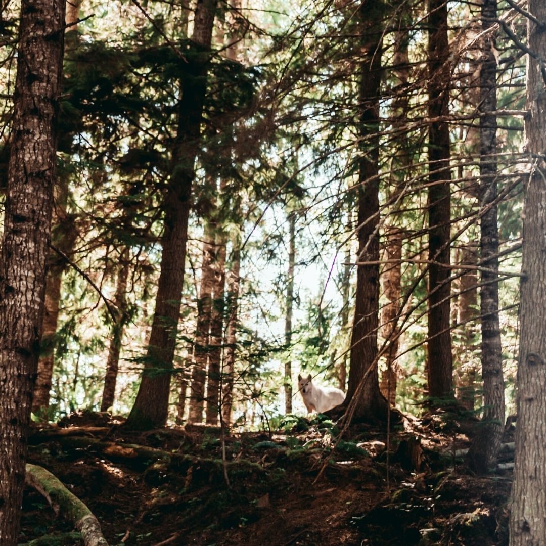 The Hunter's Wife - Anthony Doerr - Literary Roadhouse Ep 204